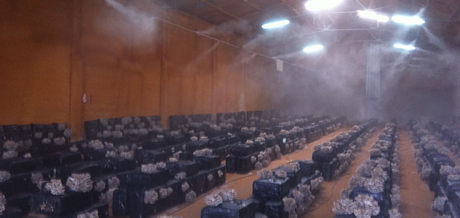 MIST COOLING – Fog System Dubai